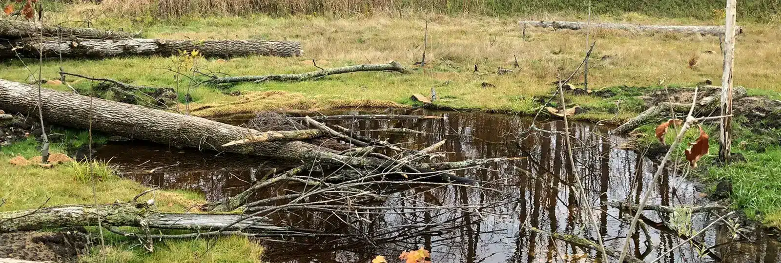 The Importance of Natural Asset Management within the Greenbelt ...